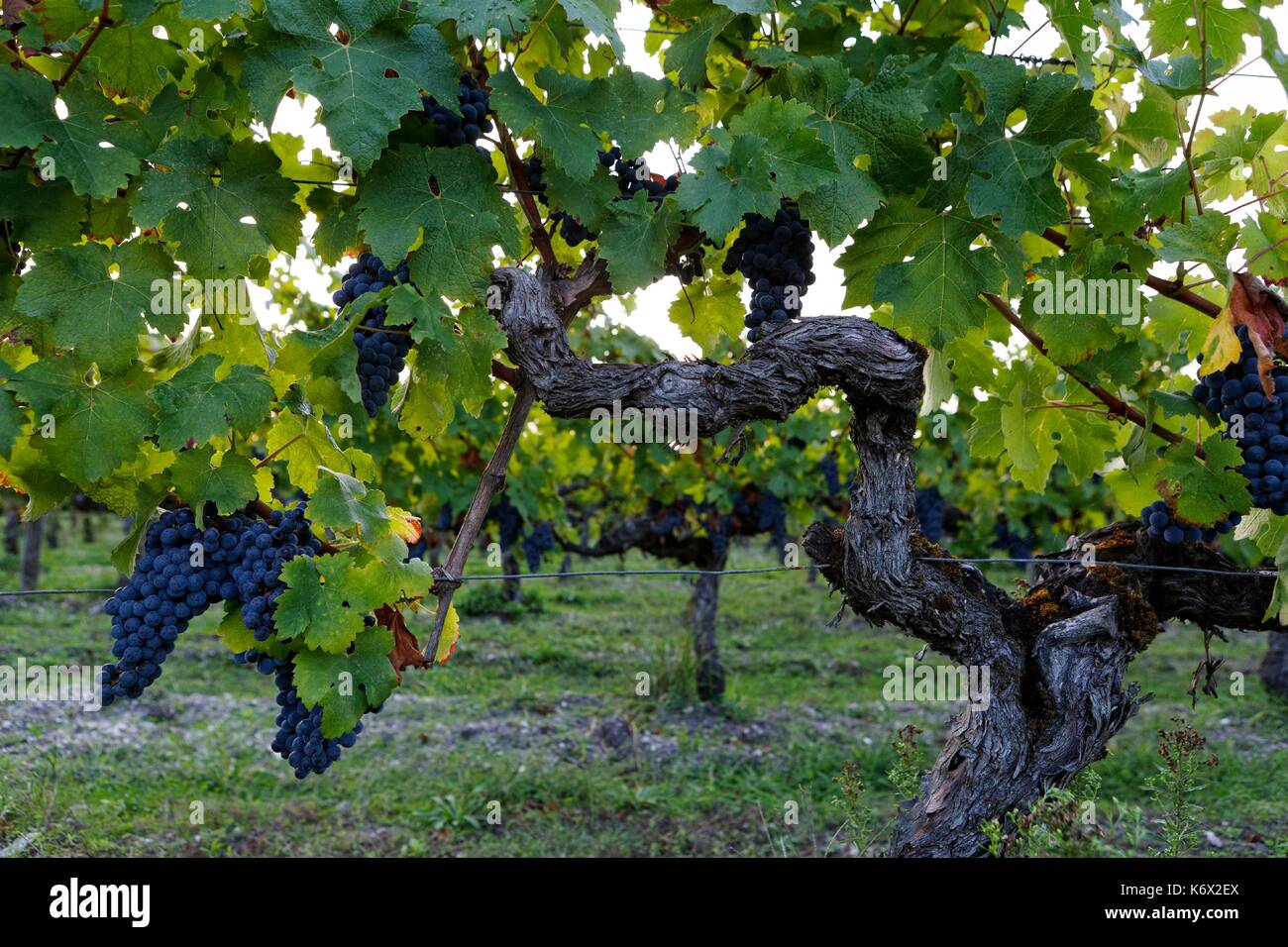 Chateau de rouillac hi-res stock photography and images - Alamy