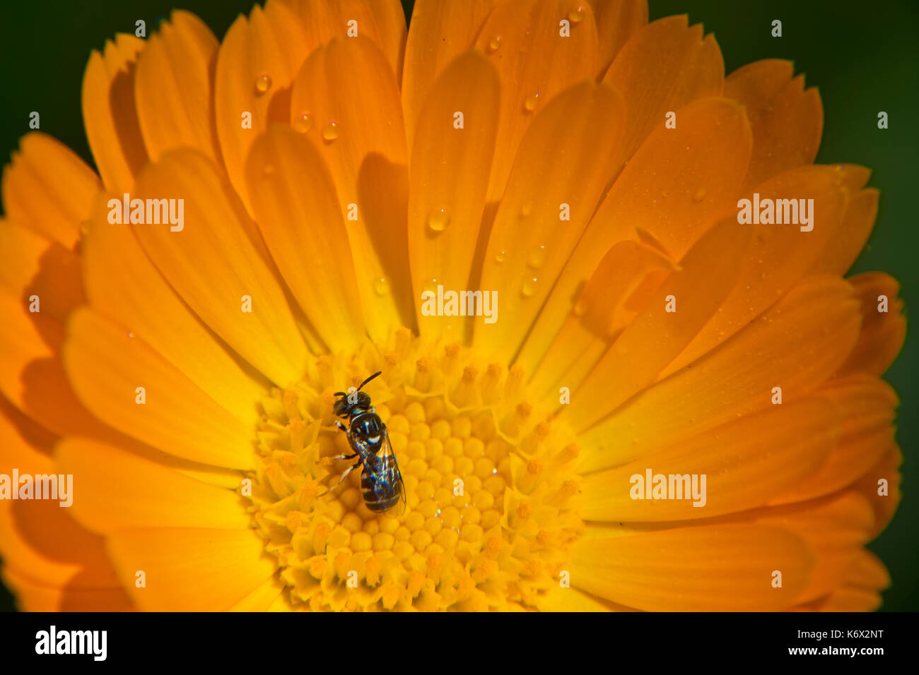 insects on flower Stock Photo - Alamy