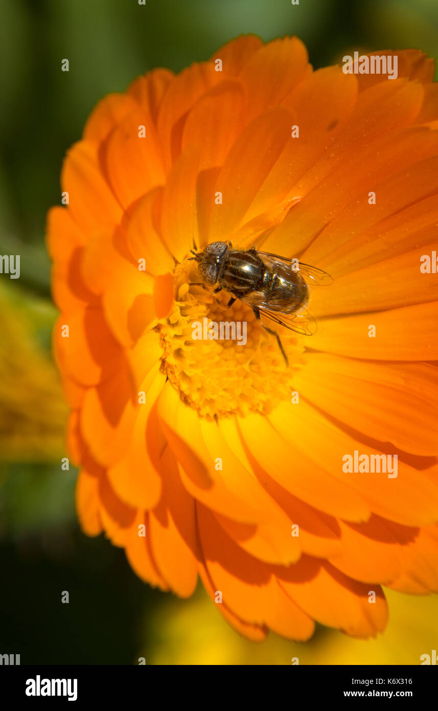 insects on flower Stock Photo - Alamy