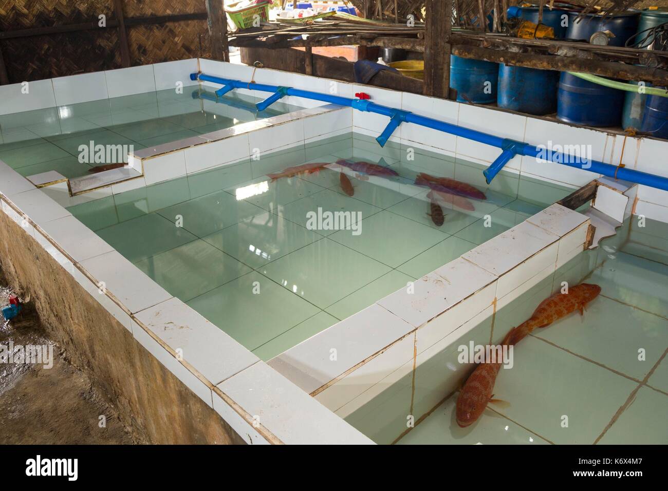 Philippines, Palawan, Aborlan, West Coast, live fishes facilities Stock ...
