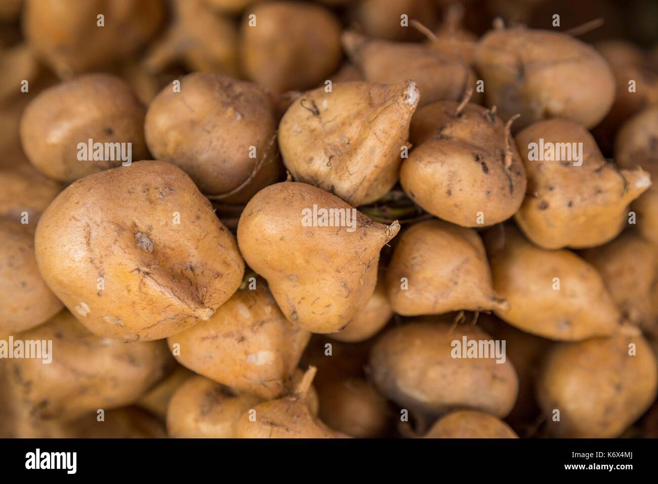 Philippines, Palawan, Aborlan, local fruits in the traditional market ...