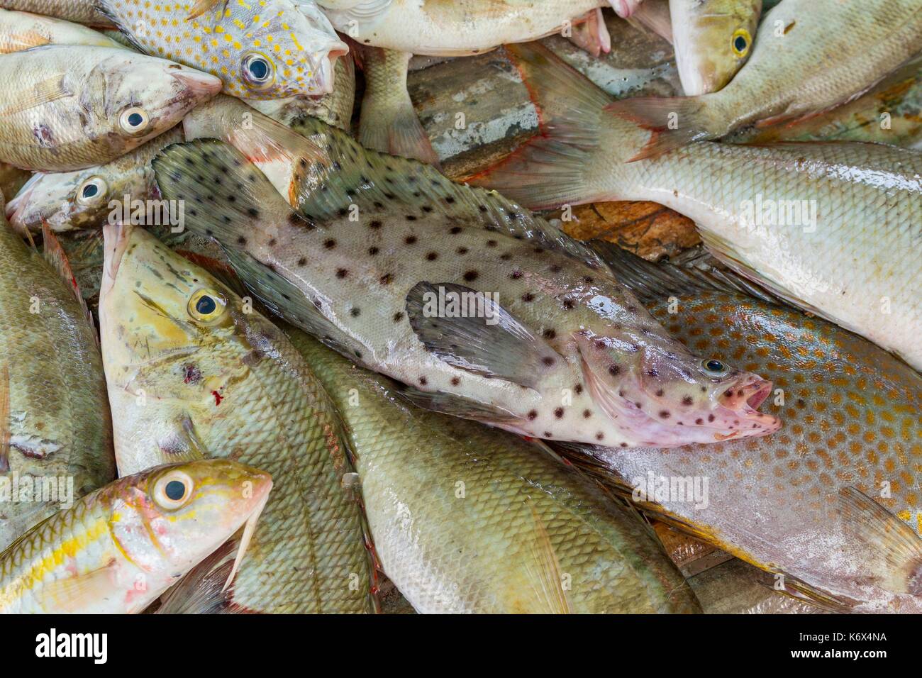 Philippines, Palawan, Aborlan, endangered species Humpback Grouper ...