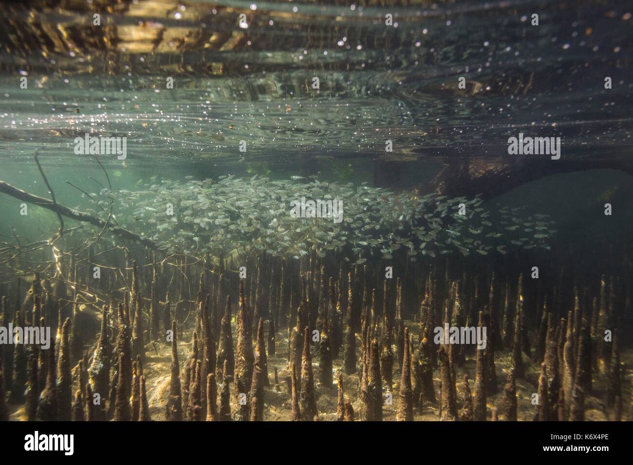 Philippines, Palawan, Aborlan, East Coast, Malanao Island, school of ...