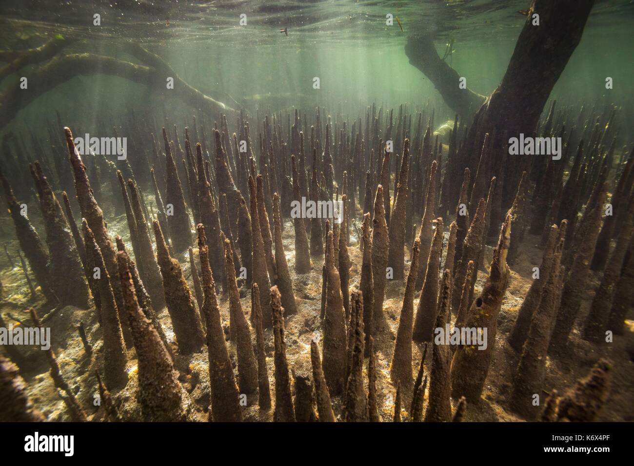 Philippines palawan tree roots hi-res stock photography and images - Alamy