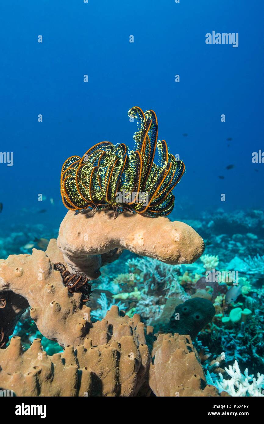 Philippines, Palawan, Aborlan, East Coast, 7 lines reef protected area ...