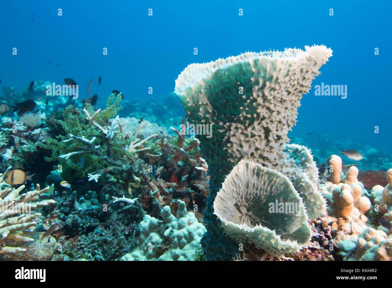 Philippines, Palawan, Aborlan, East Coast, 7 lines reef protected area ...