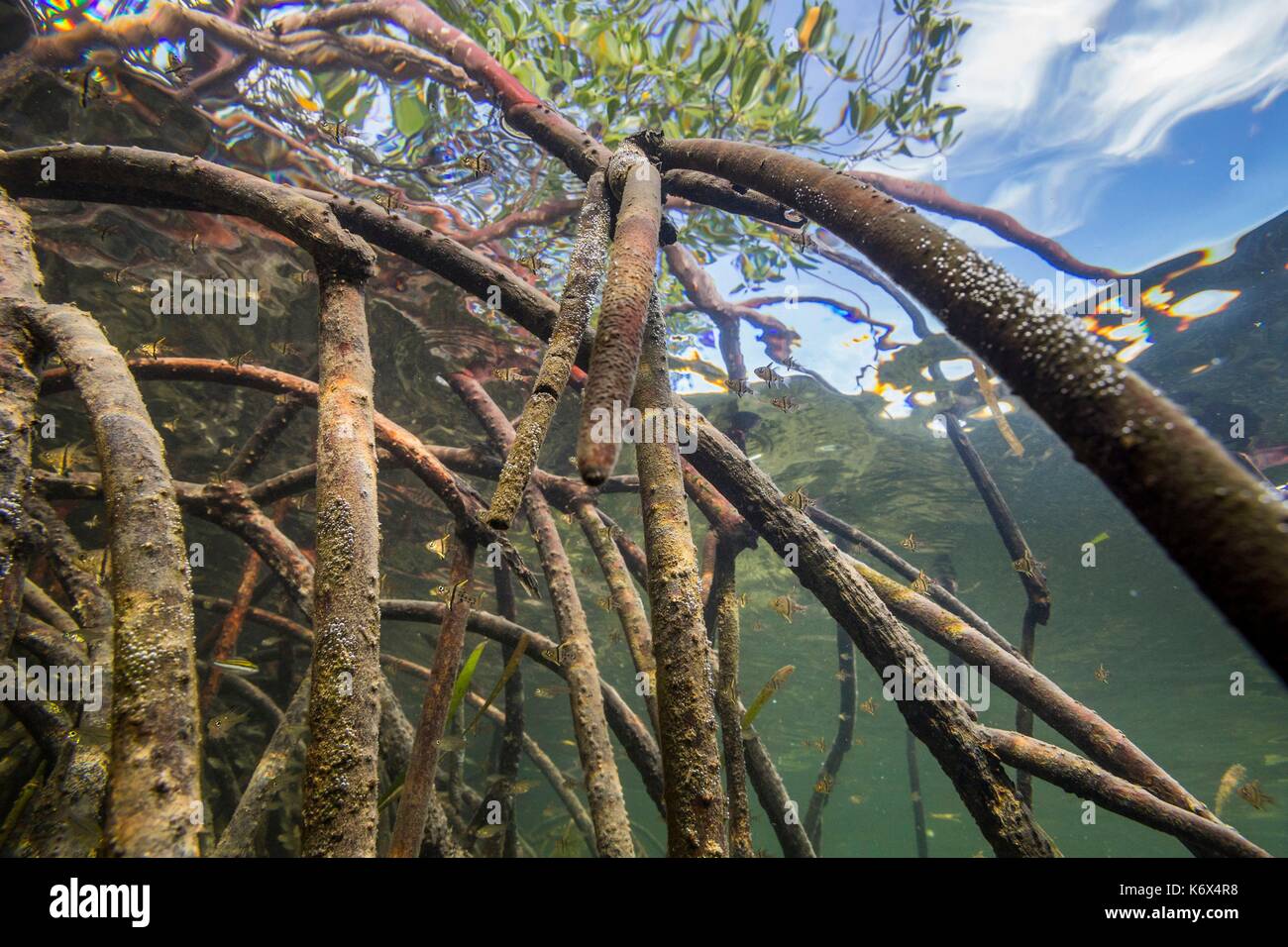 Mangrove Cardinalfish High Resolution Stock Photography and Images - Alamy
