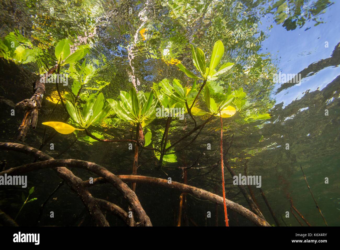 Philippines palawan tree roots hi-res stock photography and images - Alamy