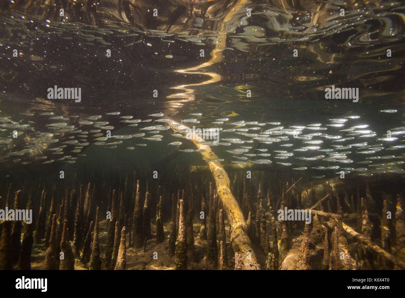 Philippines, Palawan, Aborlan, East Coast, Malanao Island, school of ...
