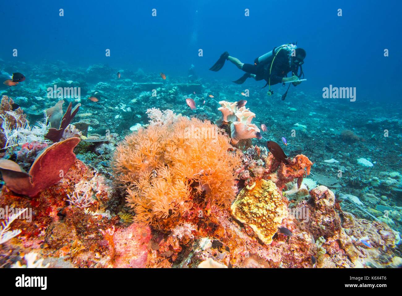 Philippines, Palawan, Aborlan, East Coast, 7 lines reef protected area ...