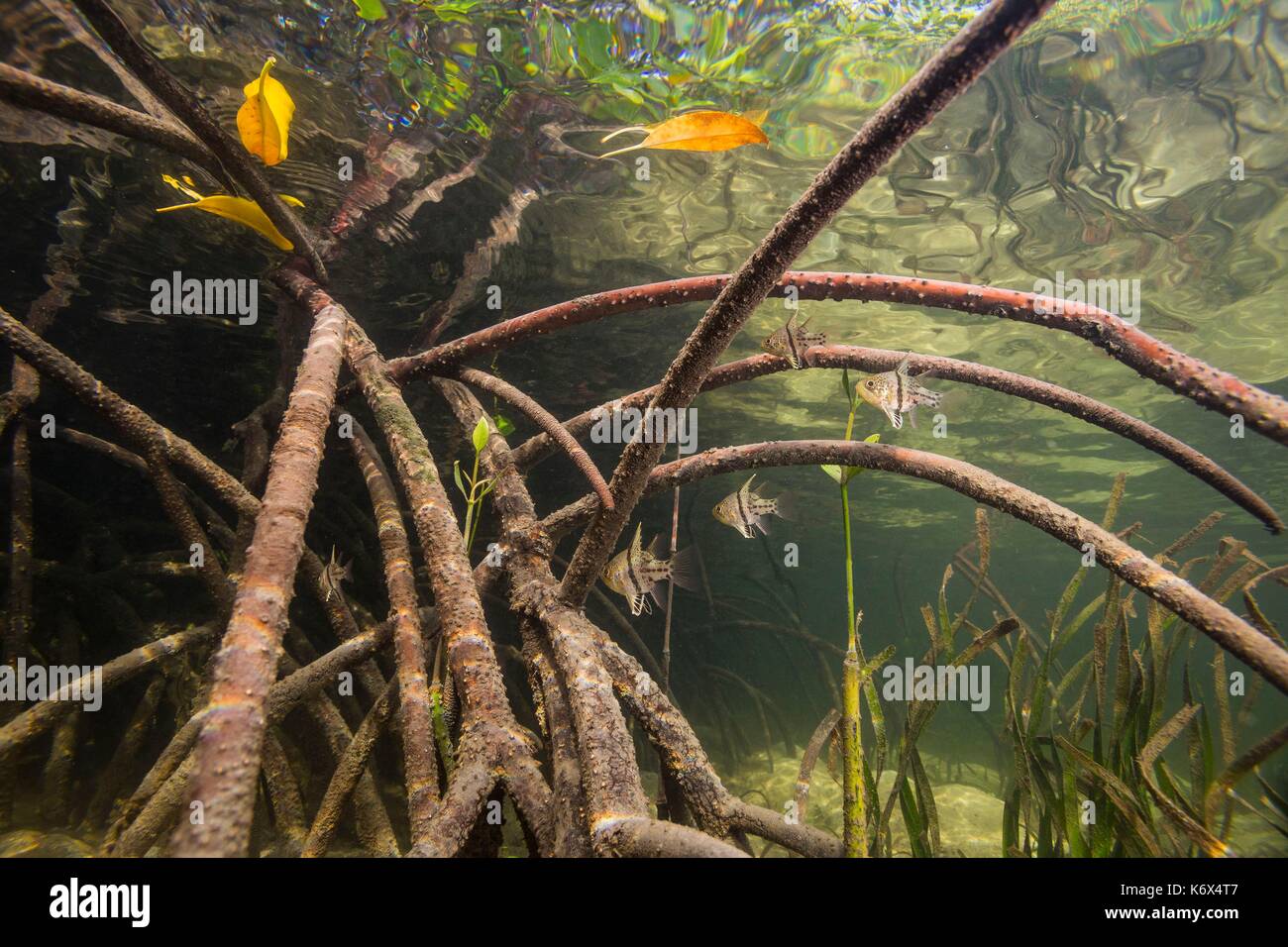 Mangrove cardinalfish hi-res stock photography and images - Alamy