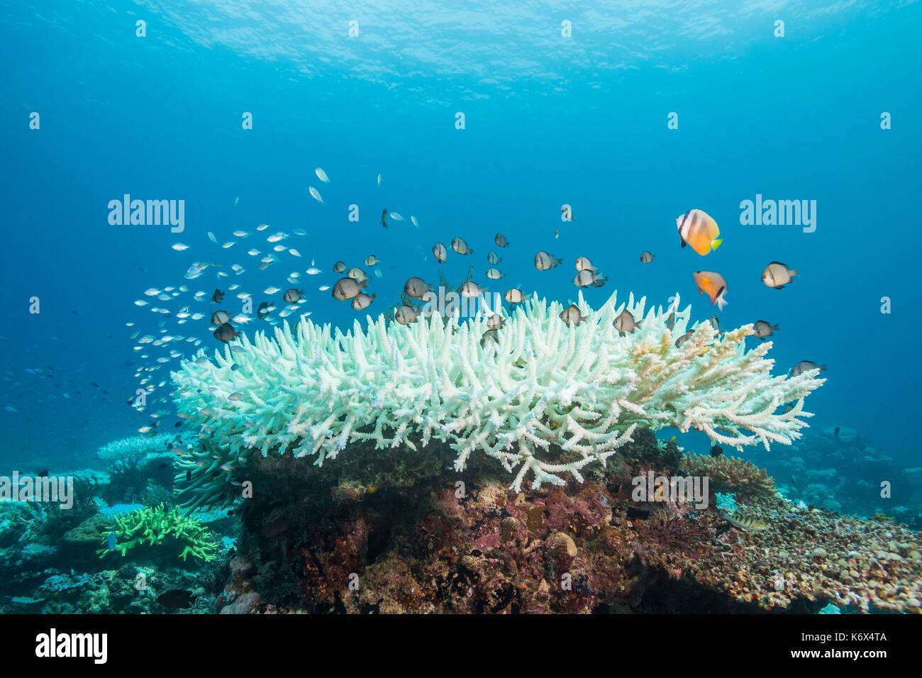 Philippines, Palawan, Aborlan, East Coast, 7 lines reef protected area ...