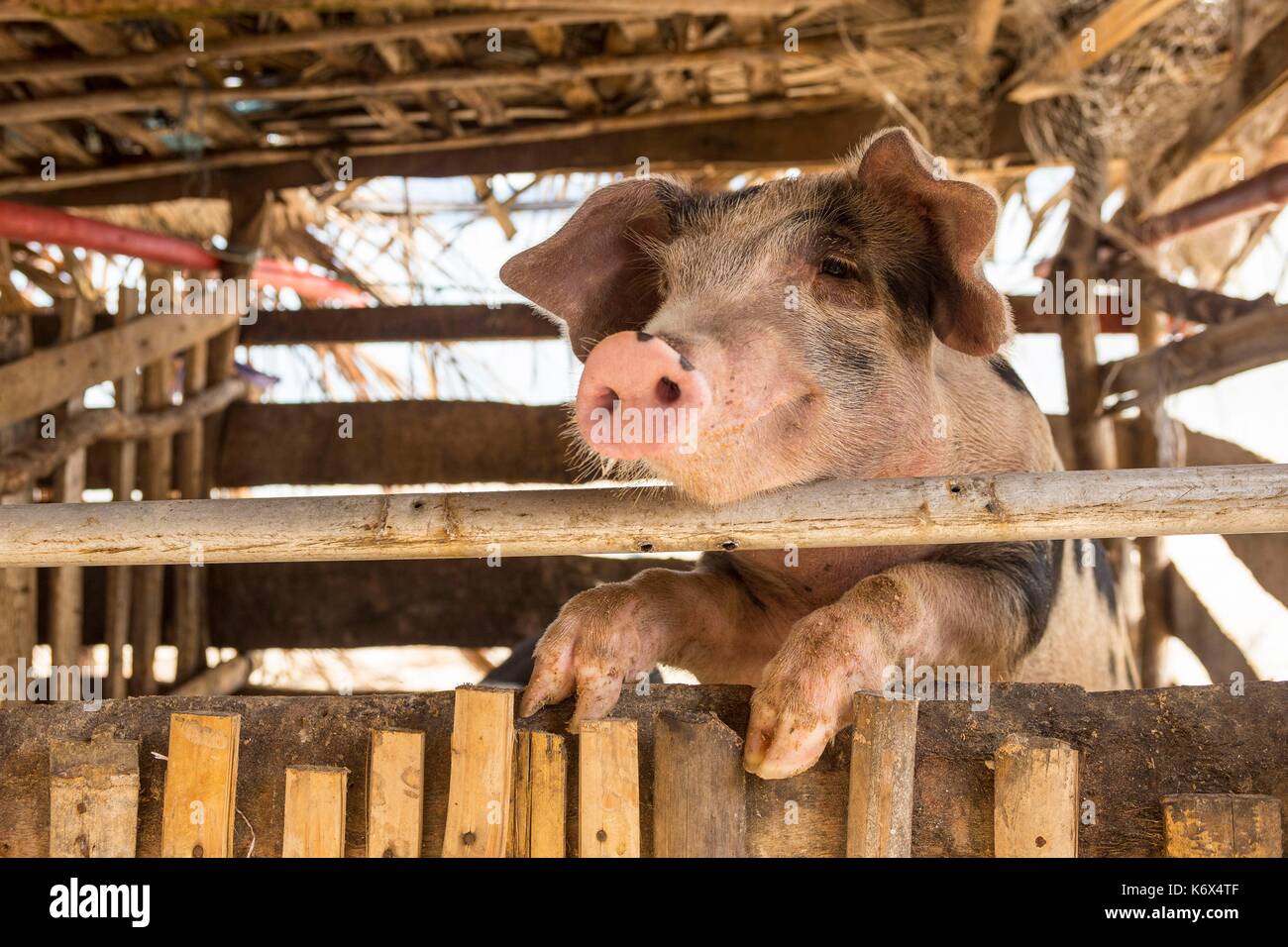 Philippines, Palawan, Aborlan, Sombrero Island, pig in the backyard of ...