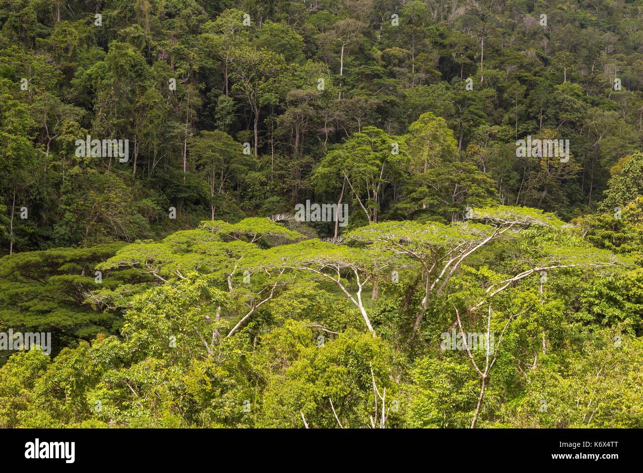 Philippines, Palawan, Napsan, forest from the national road Stock Photo ...
