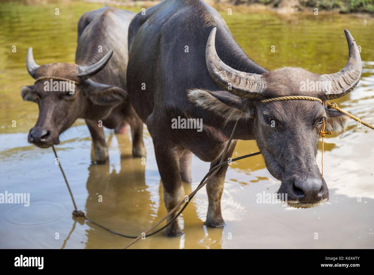 Philippines, Palawan, Aborlan, East Coast, buffalos Stock Photo - Alamy