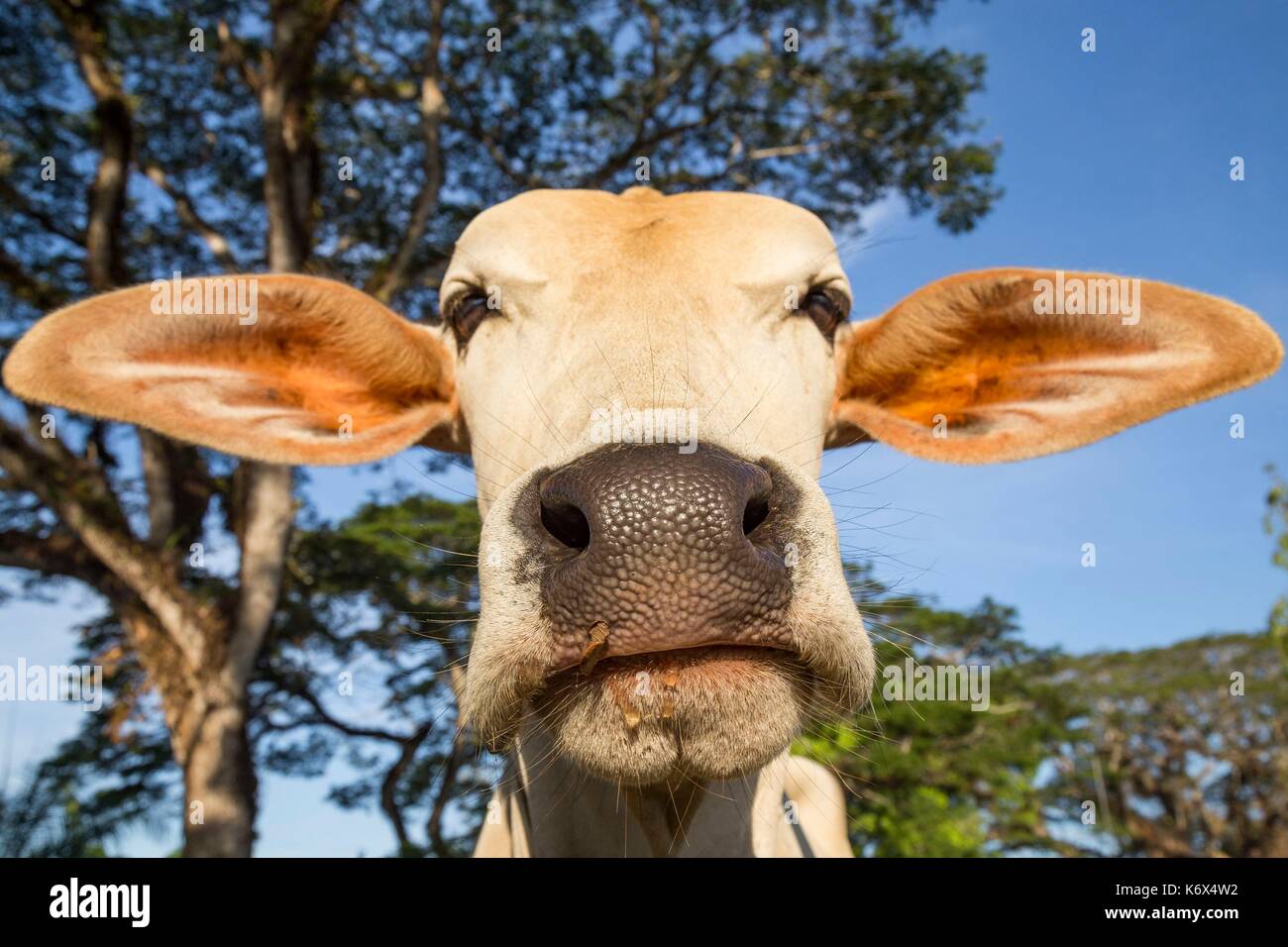 Philippines, Palawan, Aborlan, cow portrait Stock Photo - Alamy