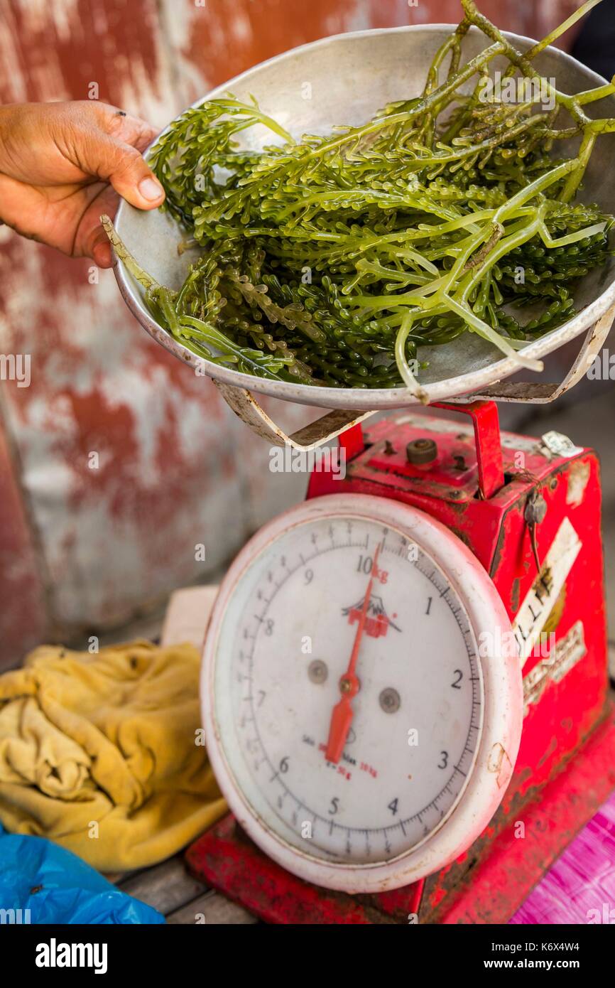 Philippines, Palawan, Aborlan, lato seaweed (Caulerpa lentillifera) in ...