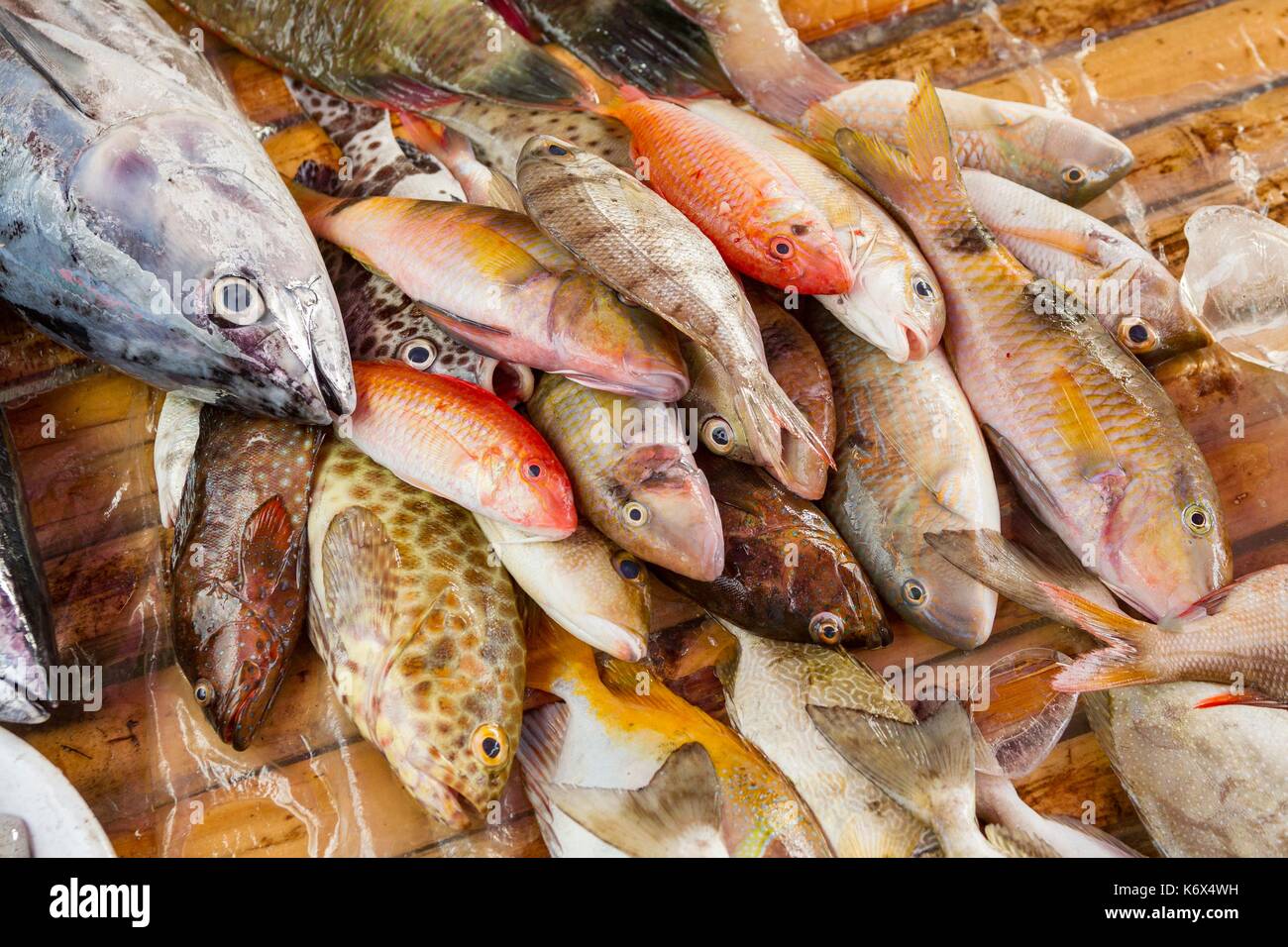 Philippines, Palawan, Aborlan, sample of local species of fishes in the ...