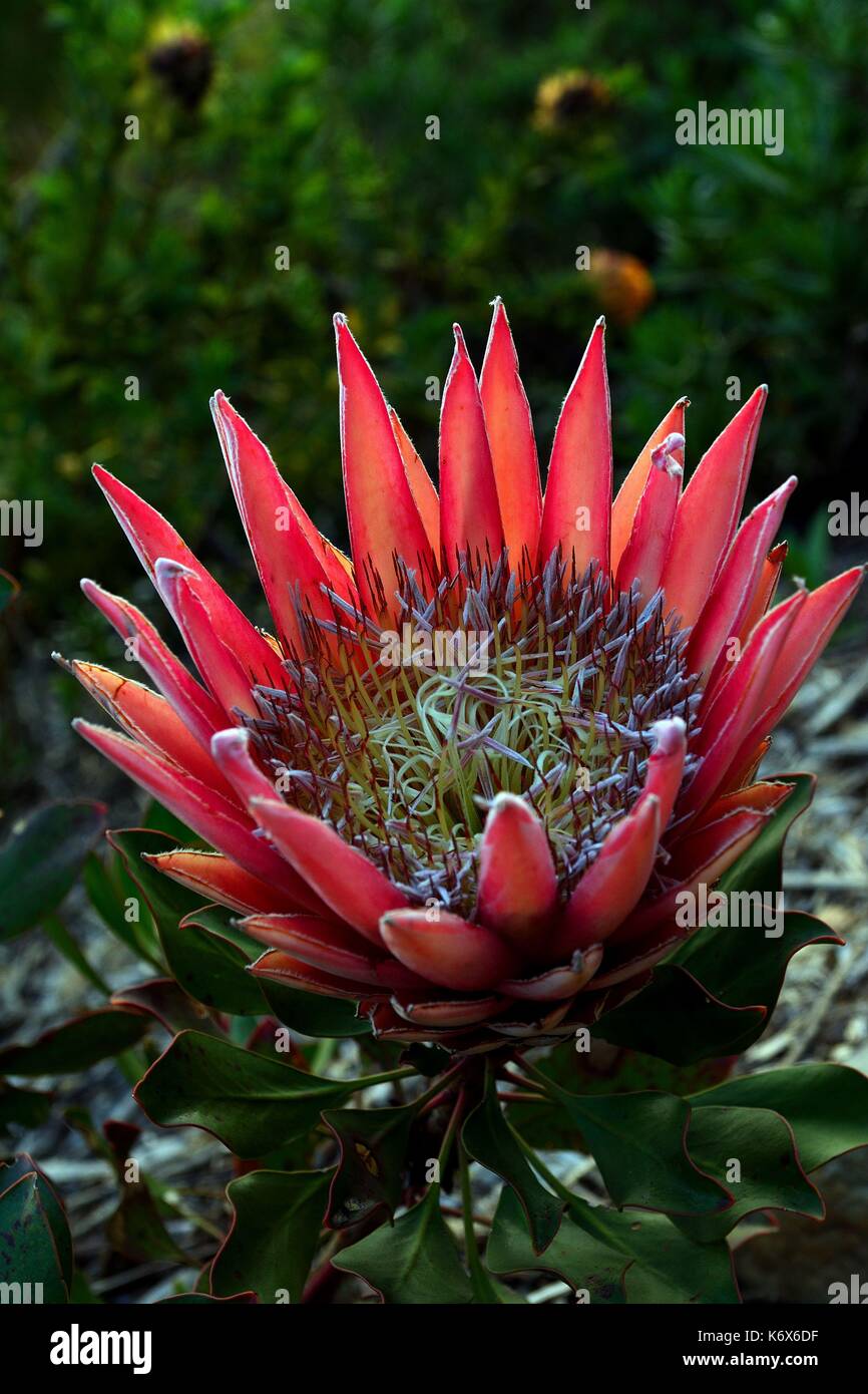 Springbok Logo Protea