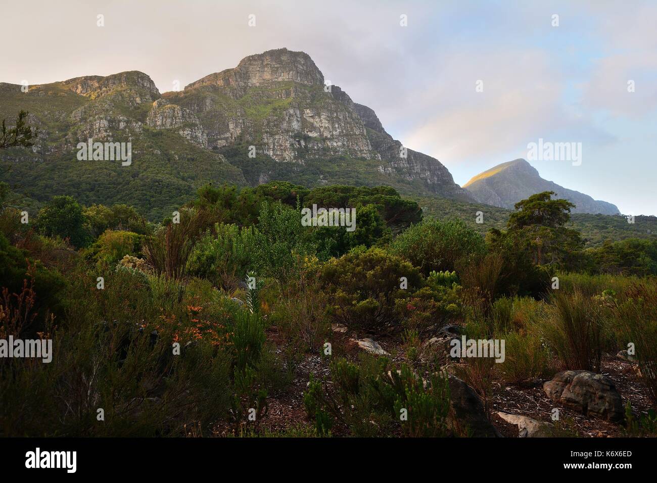 South Africa, Western Cape, Cape Town, Kirstenbosch Botanical Garden ...