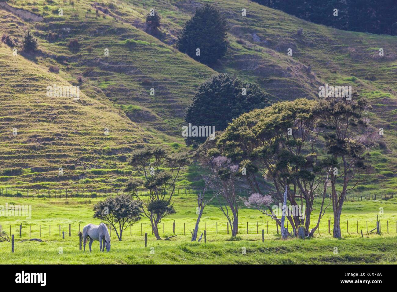 New Zealand, North Island, Coromandel Peninsula, Coromandel Town ...