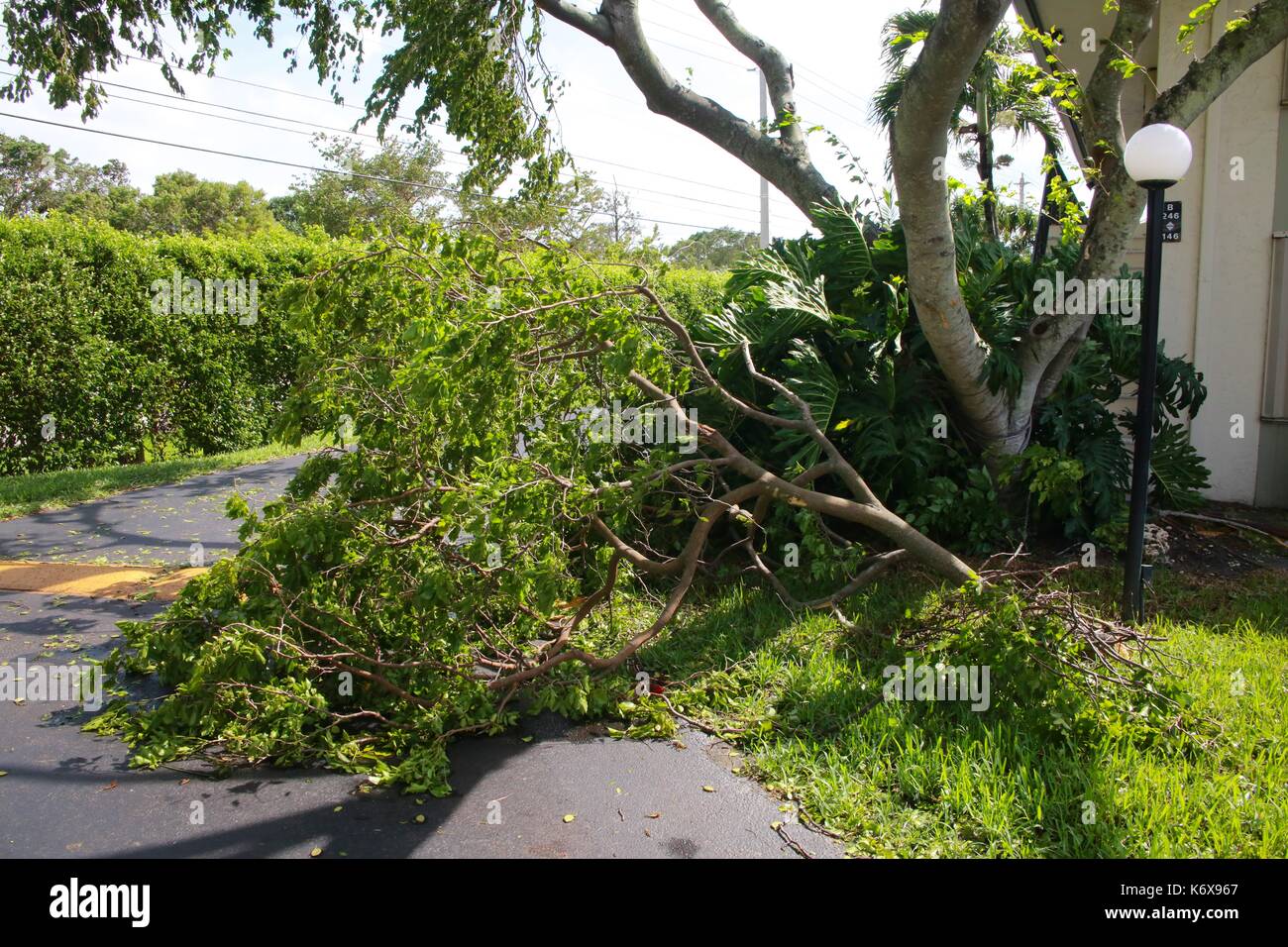 Trees Collapsed at Boca Linda East from Hurricane Irma Stock Photo - Alamy