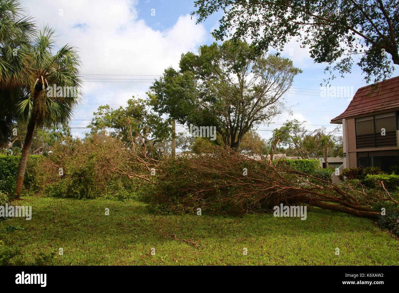 Trees Collapsed at Boca Linda East from Hurricane Irma Stock Photo - Alamy