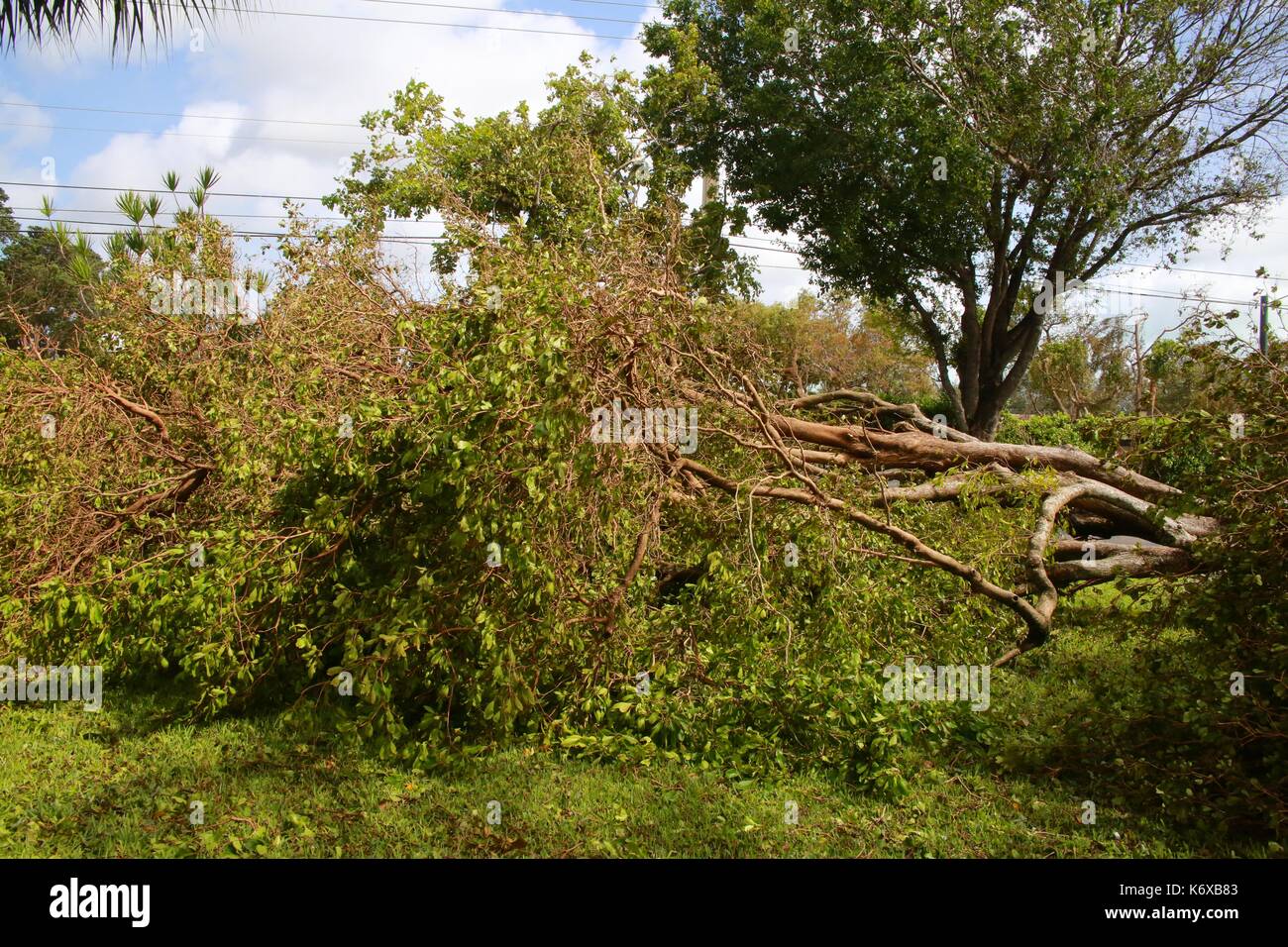Trees Collapsed at Boca Linda East from Hurricane Irma Stock Photo - Alamy