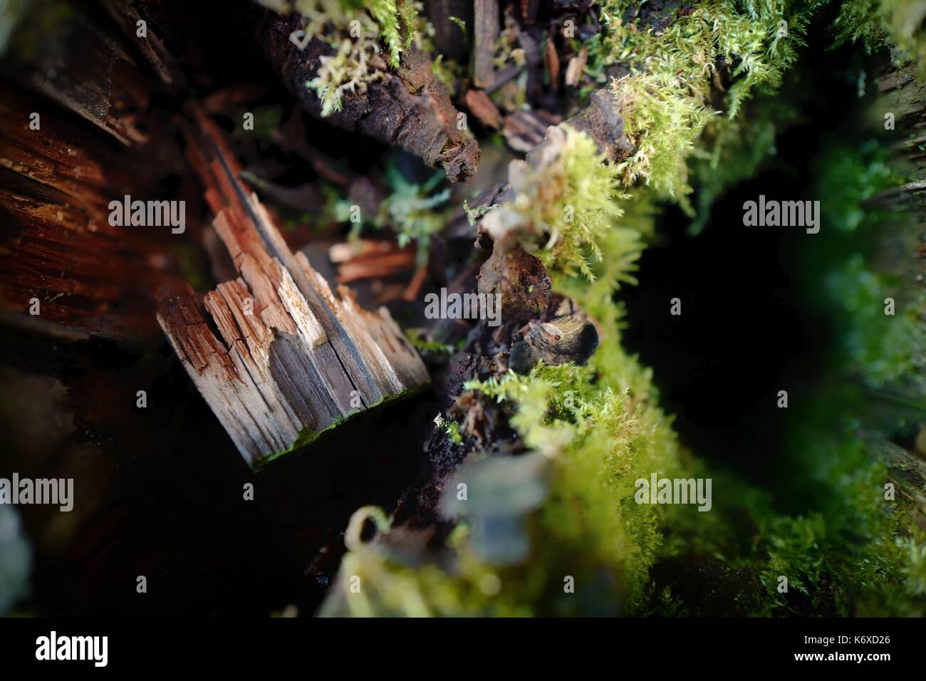 Inside tree hi-res stock photography and images - Alamy