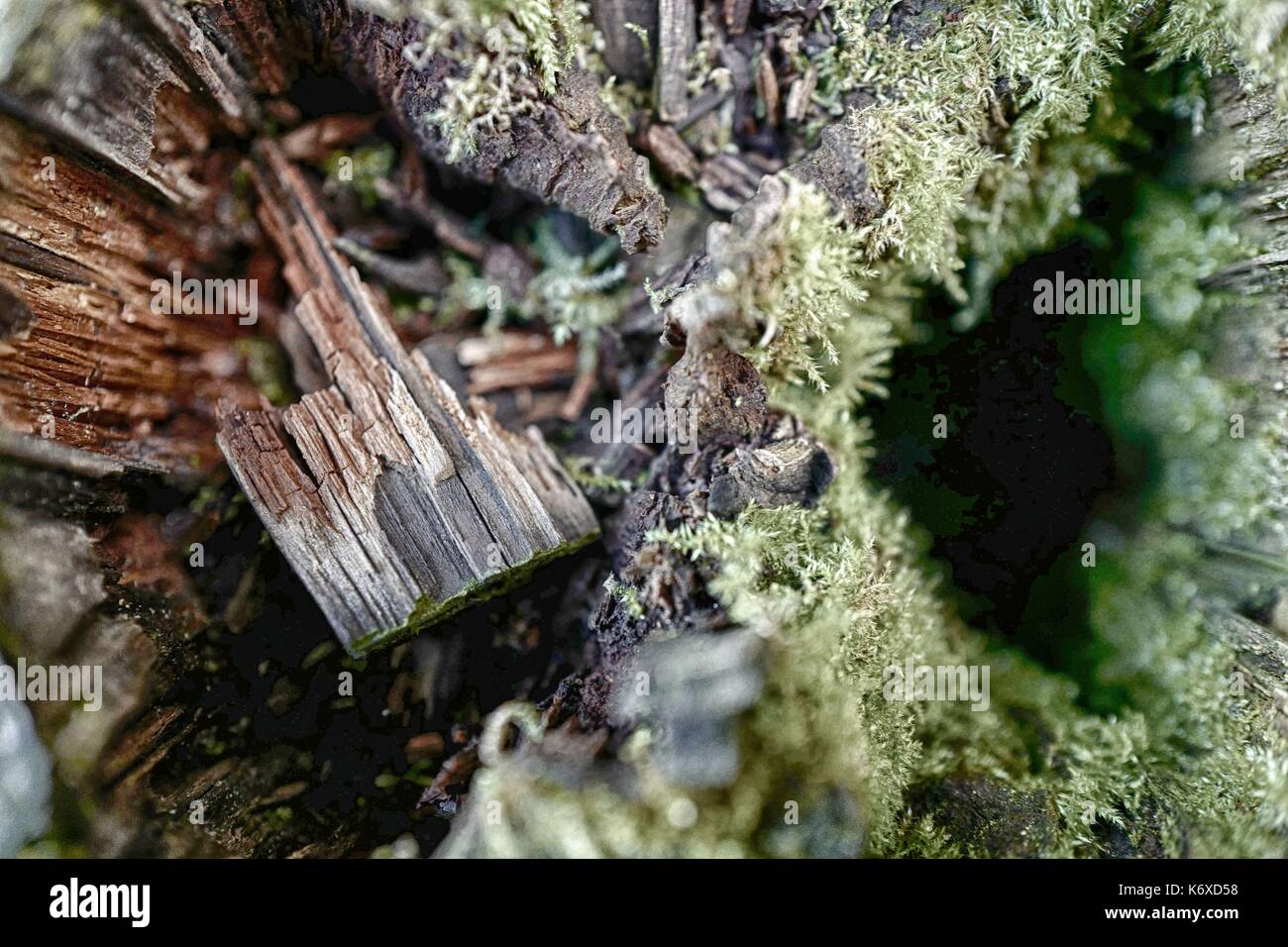 Moss growing inside tree trunk Stock Photo - Alamy