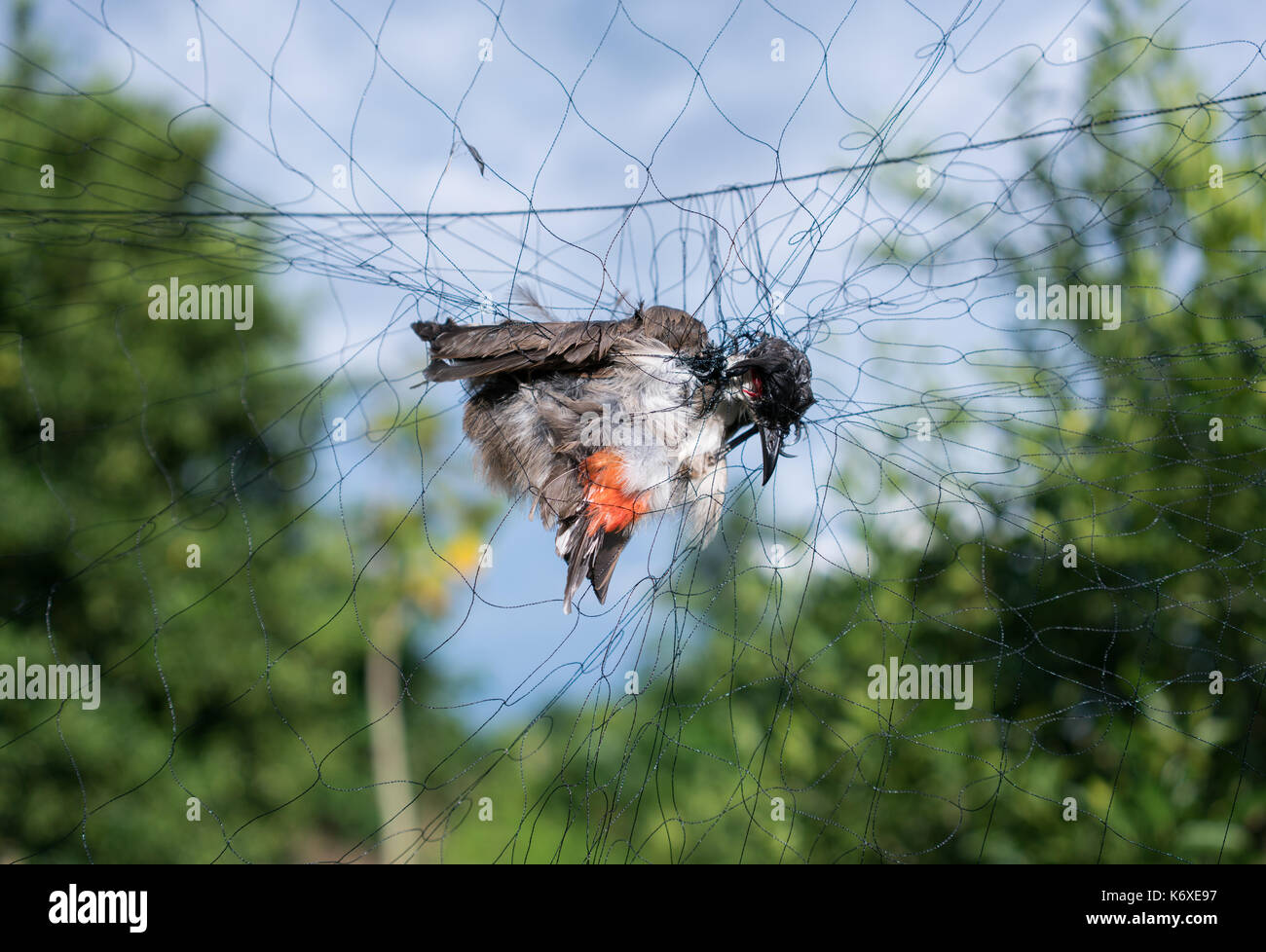 Bird caught in net hi-res stock photography and images - Alamy