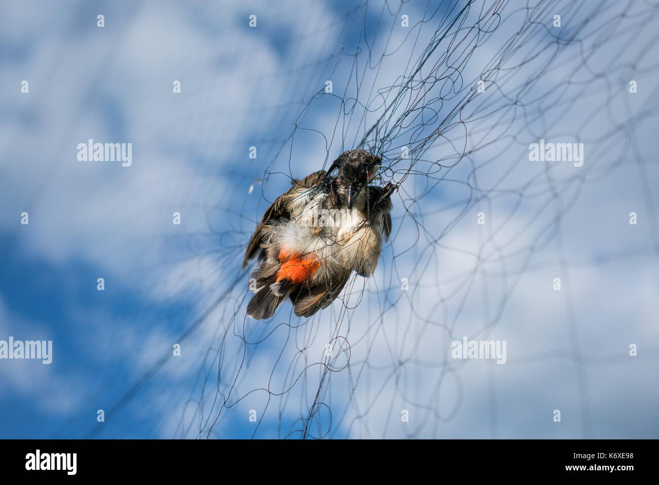 Remains of birds caught in the net Stock Photo - Alamy