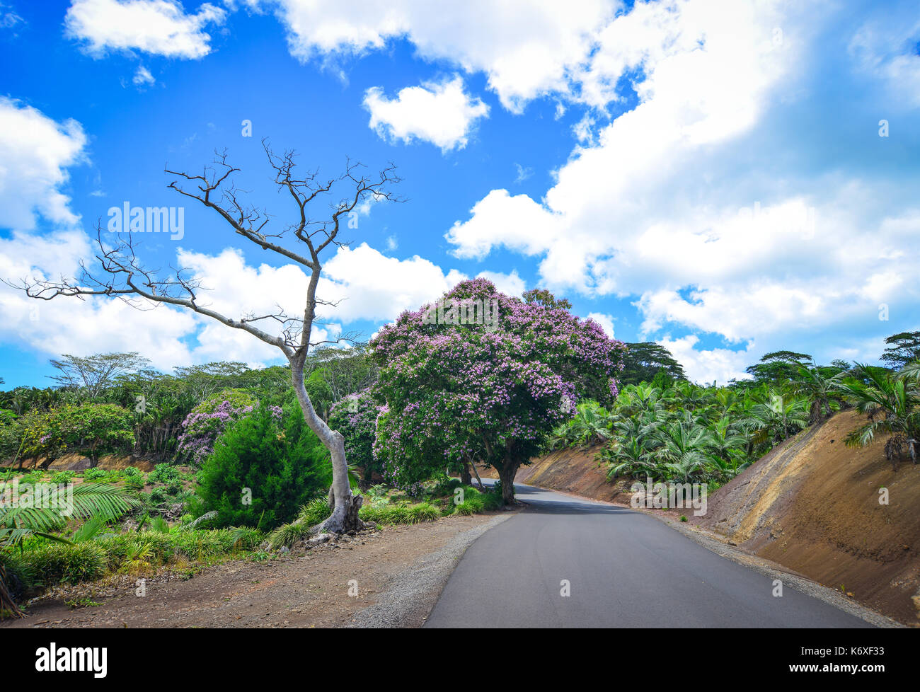 Rural road in Mauritius Island. Mauritius, an Indian Ocean island ...