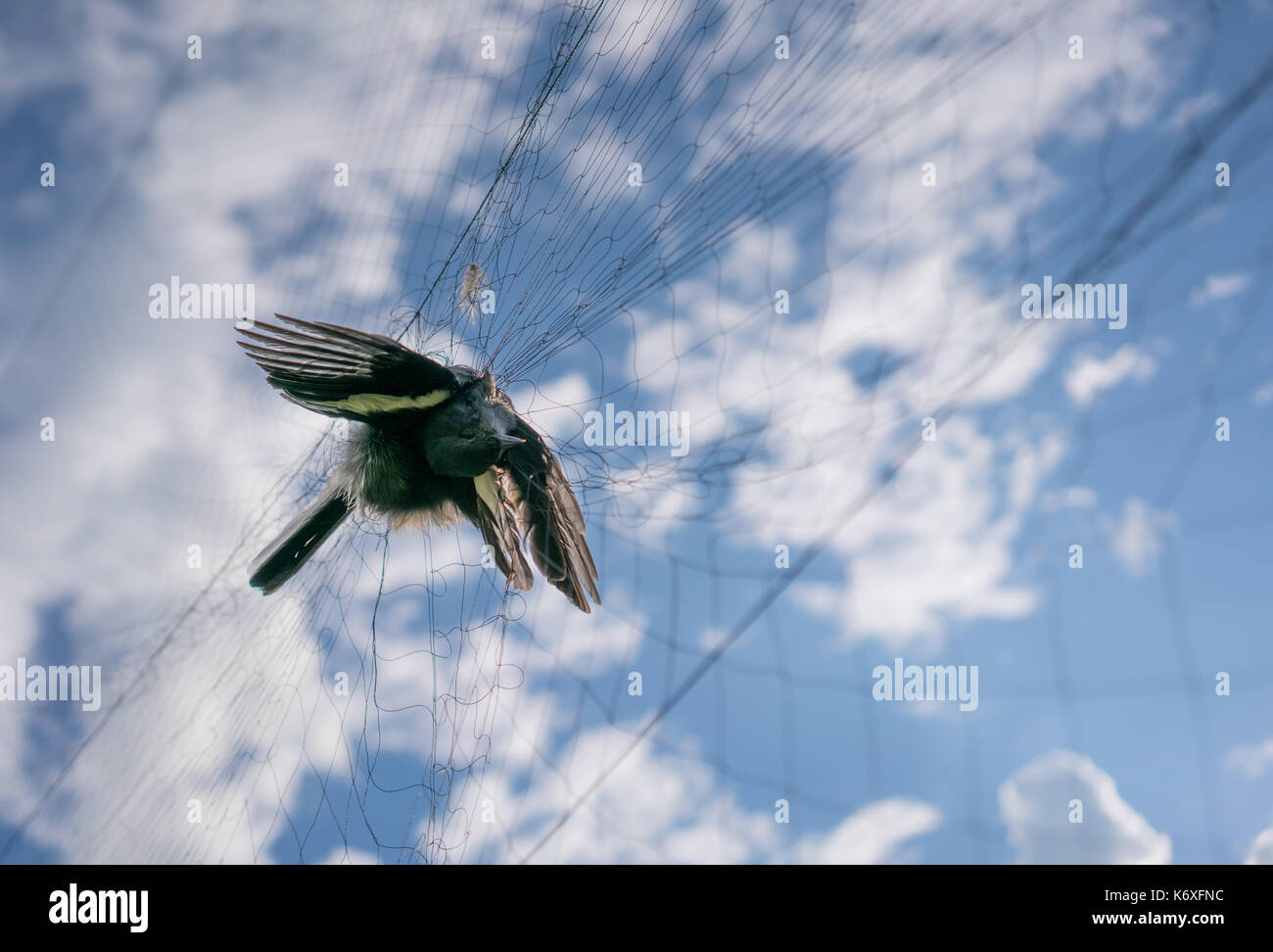 Remains of birds caught in the net Stock Photo - Alamy