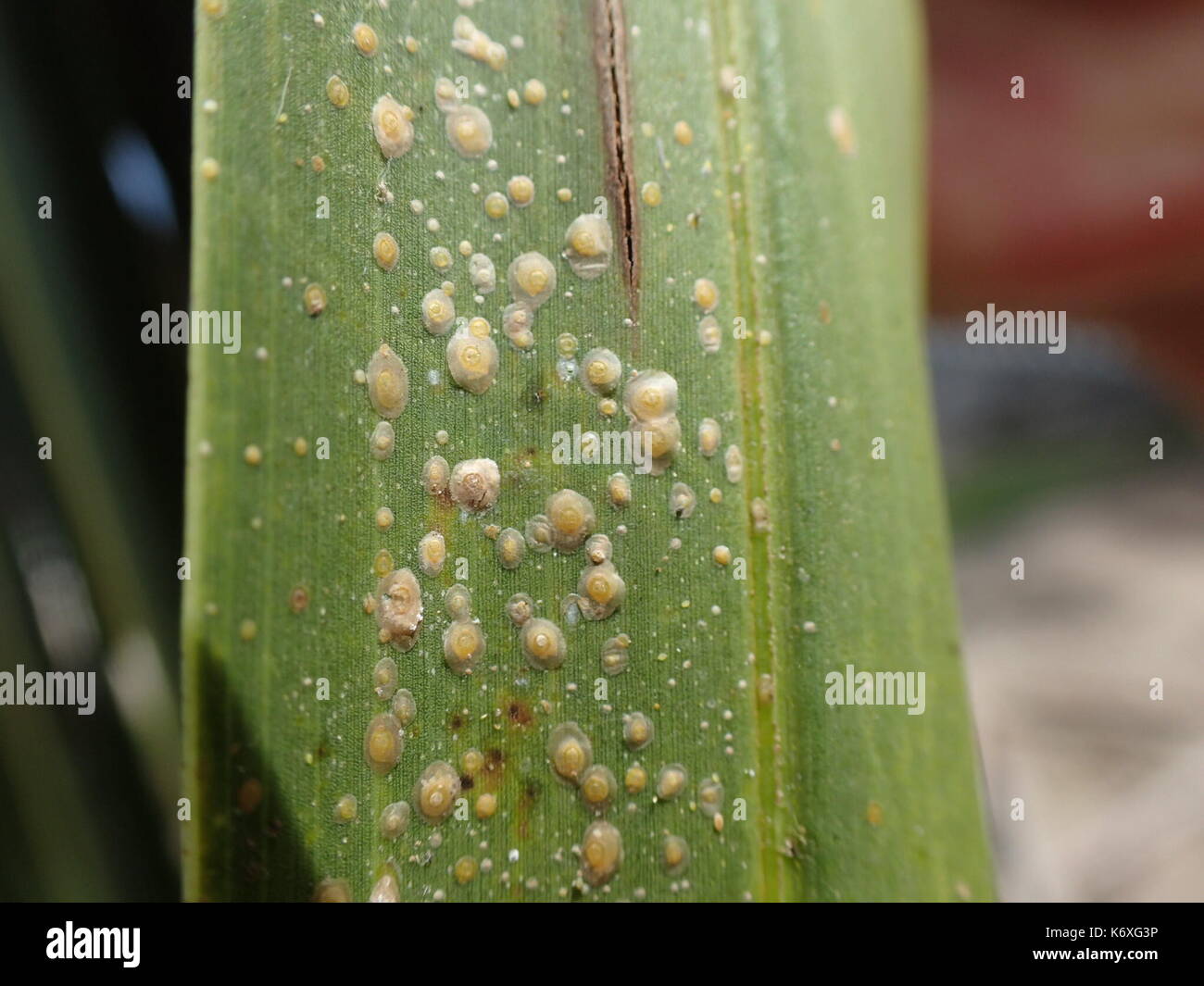 Isabela City, Philippines. 13th Sep, 2017. Coconut scale insects that ...