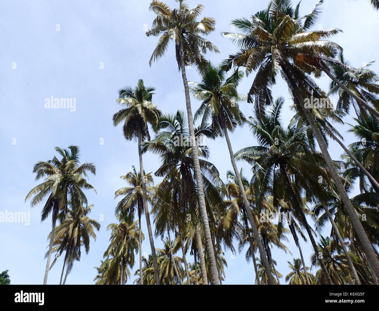 Coconut pest High Resolution Stock Photography and Images - Alamy