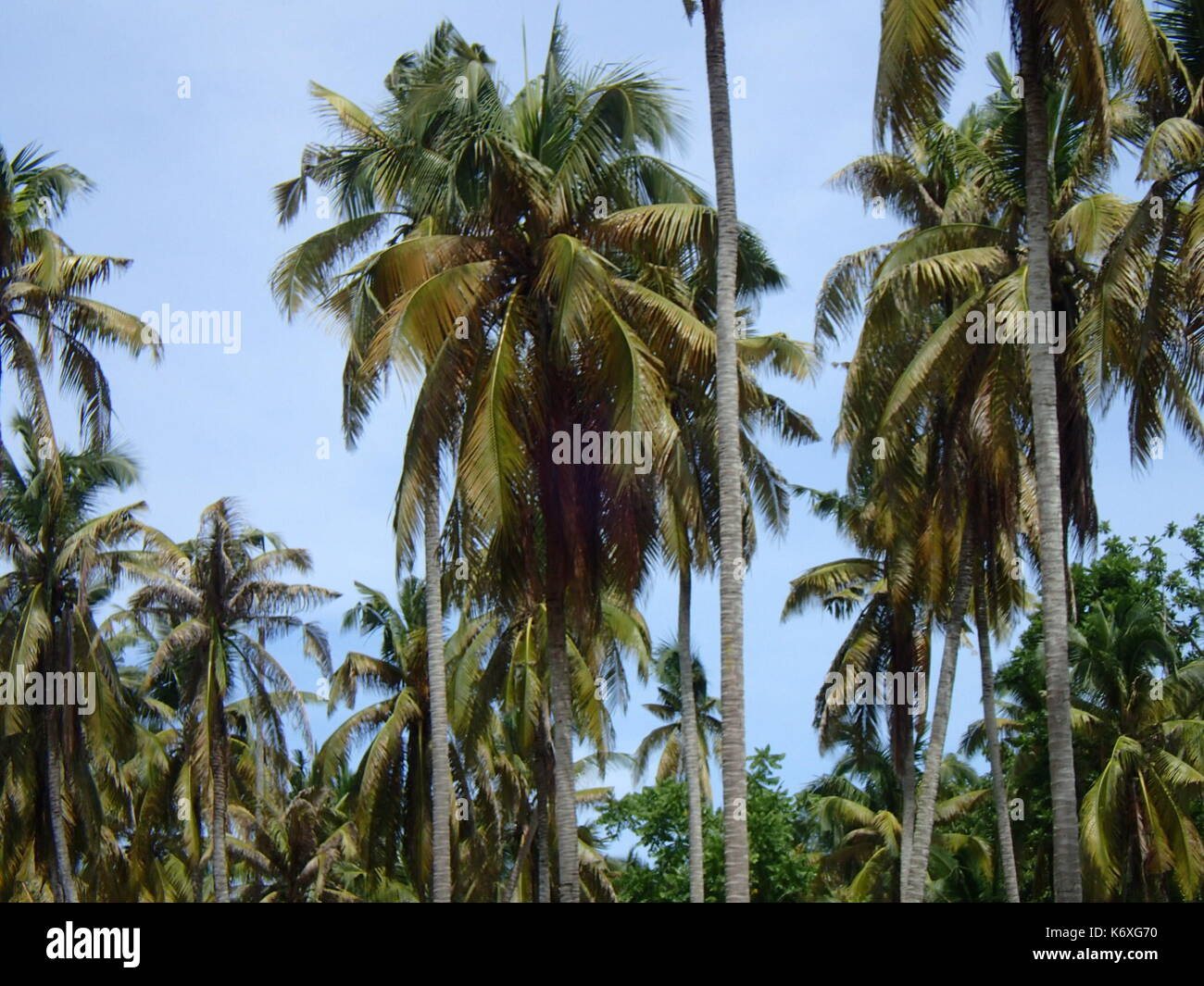 Isabela City, Philippines. 13th Sep, 2017. Thousands of coconut trees ...