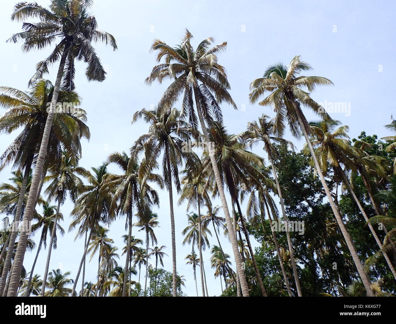 Isabela City, Philippines. 13th Sep, 2017. Thousands of coconut trees ...