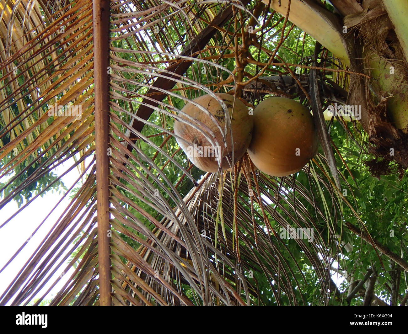 Isabela City, Philippines. 13th Sep, 2017. Thousands of coconut trees ...