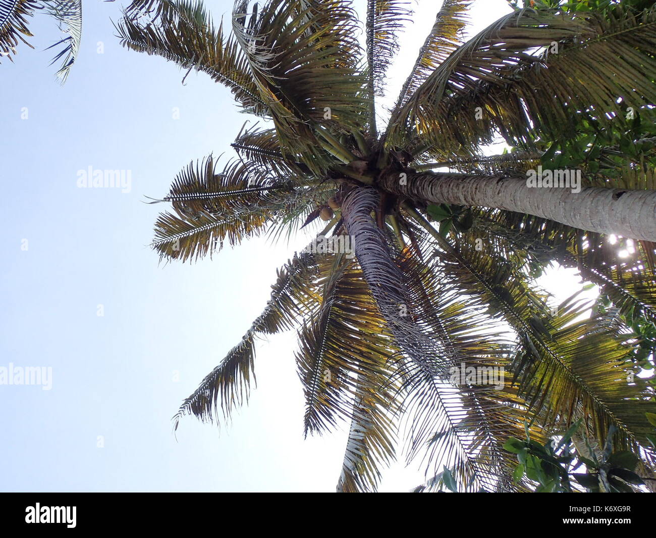 Isabela City, Philippines. 13th Sep, 2017. Thousands of coconut trees ...