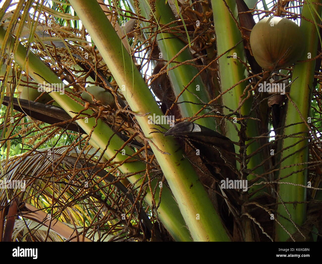Isabela City, Philippines. 13th Sep, 2017. Thousands of coconut trees ...