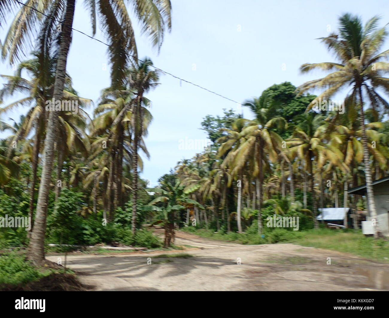 Isabela City, Philippines. 13th Sep, 2017. Thousands of coconut trees ...