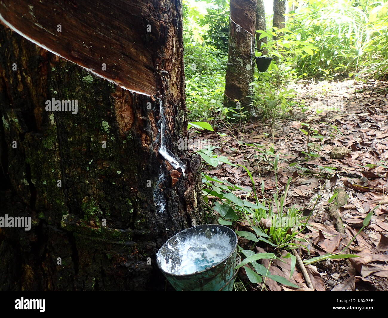 Philippines. 13th Sep, 2017. Collected resin from the rubber tree ...