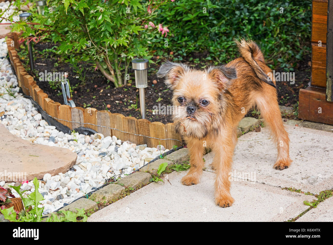 Dear puppy Brusselse Griffon poses for the camera in the garden Stock ...