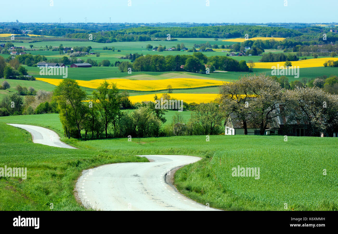 Canola field sweden hi-res stock photography and images - Alamy