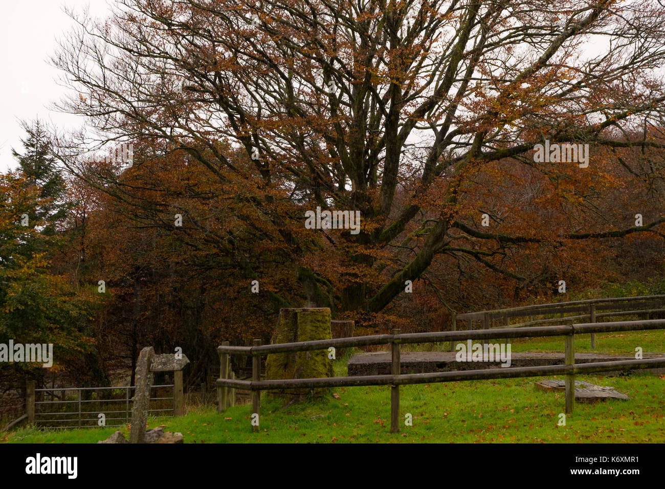 autumn in devon paddock Stock Photo - Alamy