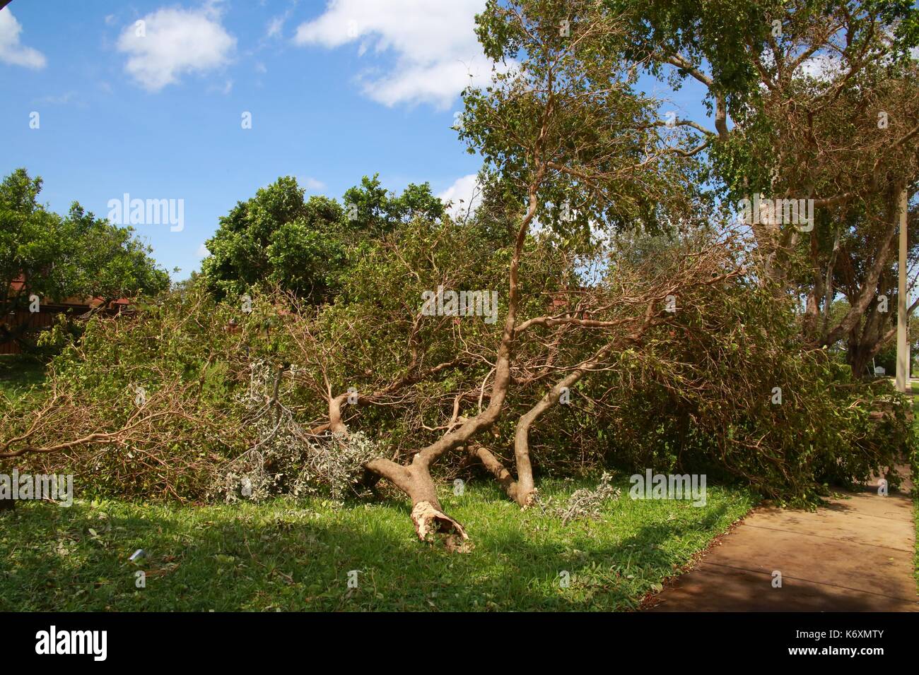 Trees Collapsed from Hurricane Irma at Waterford Courtyards South Stock ...