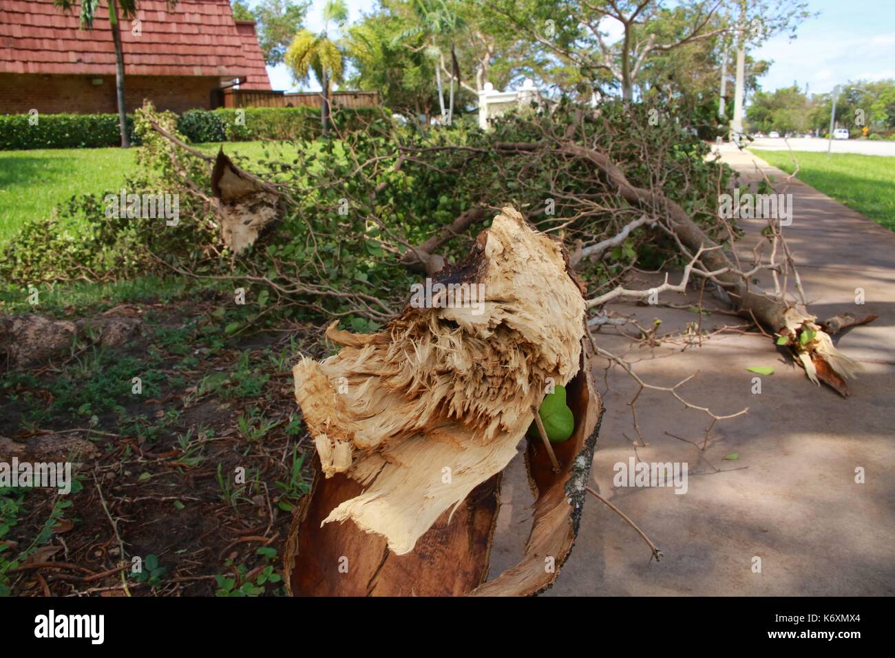 Trees Collapsed from Hurricane Irma at Waterford Courtyards South Stock ...
