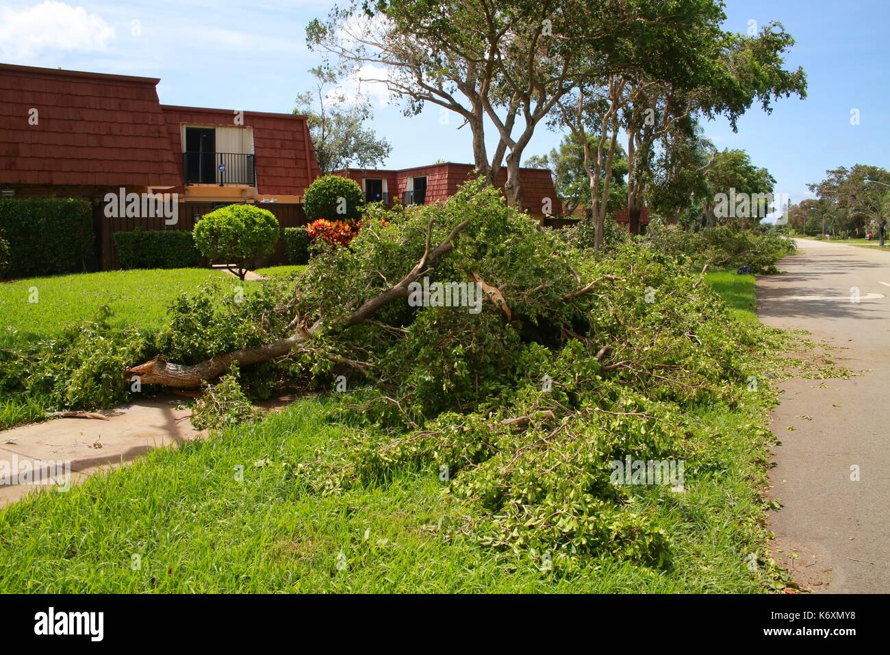 Trees Collapsed from Hurricane Irma at Waterford Courtyards South Stock ...