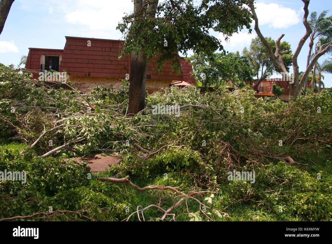 Trees Collapsed from Hurricane Irma at Waterford Courtyards South Stock ...